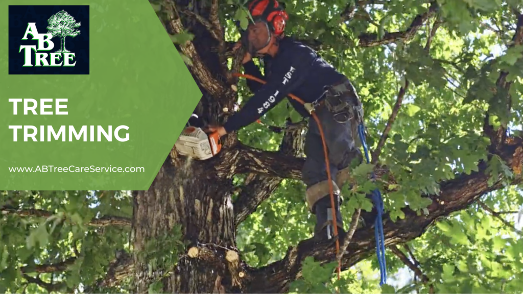 Tree Trimming Greenville and Spartanburg - AB Tree Care Service